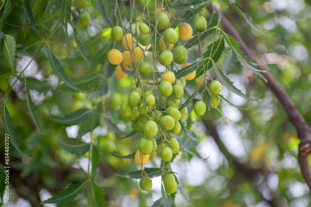 Fresh Neem fruit on tree with leaf on nature background, A leaves of ...
