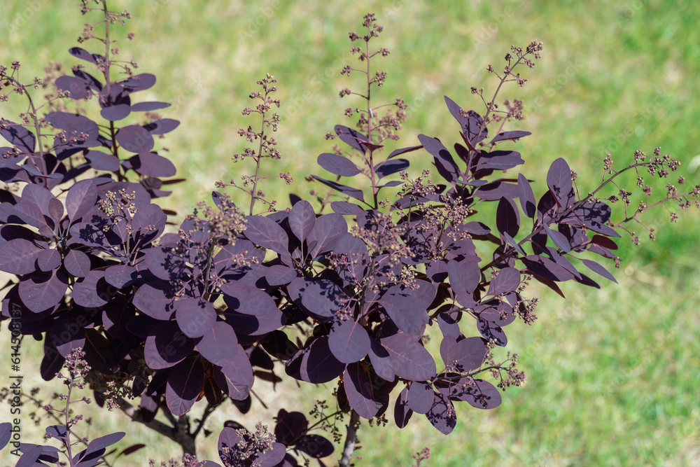 Smoke bush and inflorescences plant cotinus coggygria variety royal ...