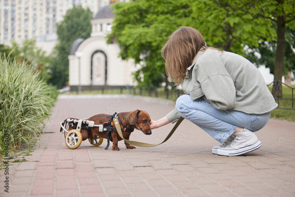 Young girl walking with a handicapped dog on a wheelchair. Pet owner ...