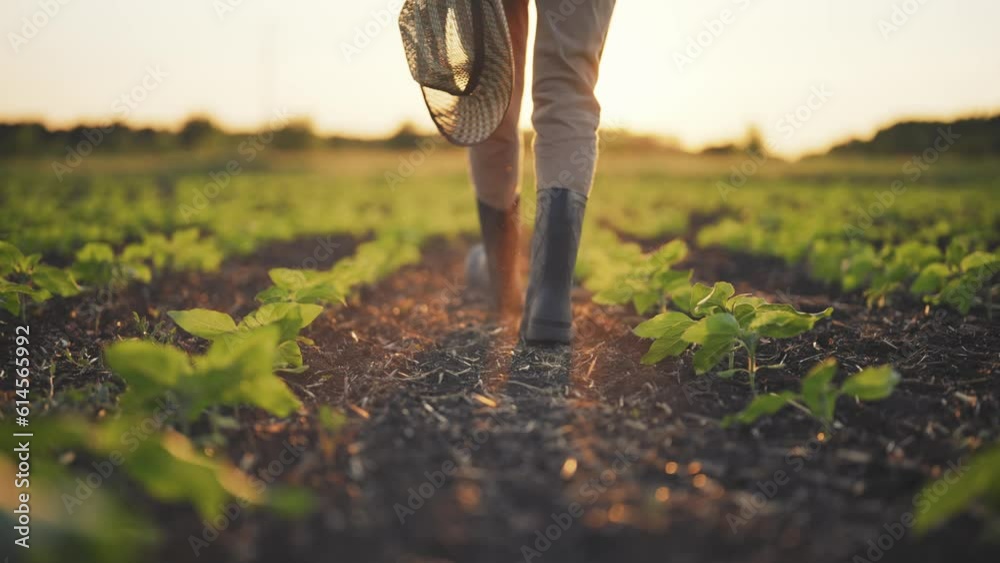 Legs of woman farmer in boots walking along agricultural field with ...
