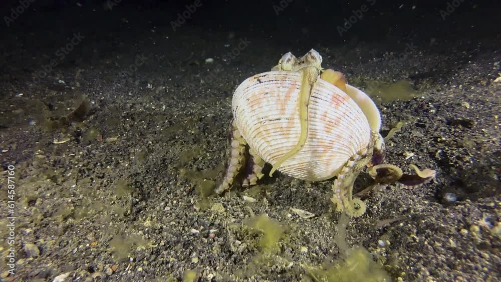 Coconut octopus during night, body protected by two clam shells ...