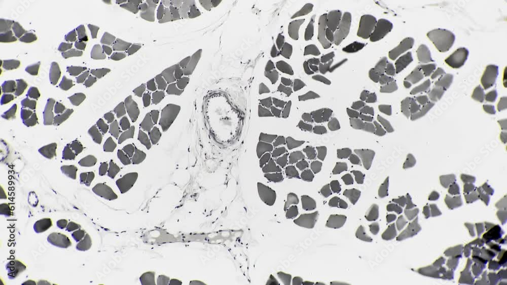 Vidéo Stock Skeletal muscle of human being filmed under microscope with ...