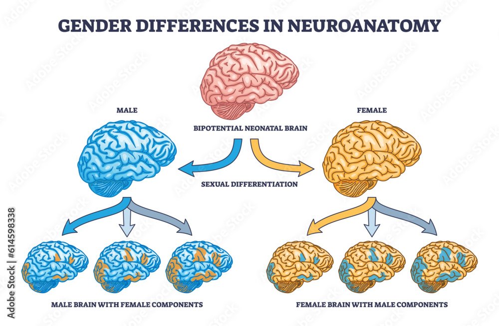 Gender Differences Graphic In Neuroanatomy With Female And Male Brain
