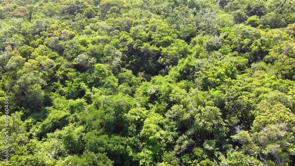 Rising aerial view of dense tropical dry forest tree canopy blowing in ...