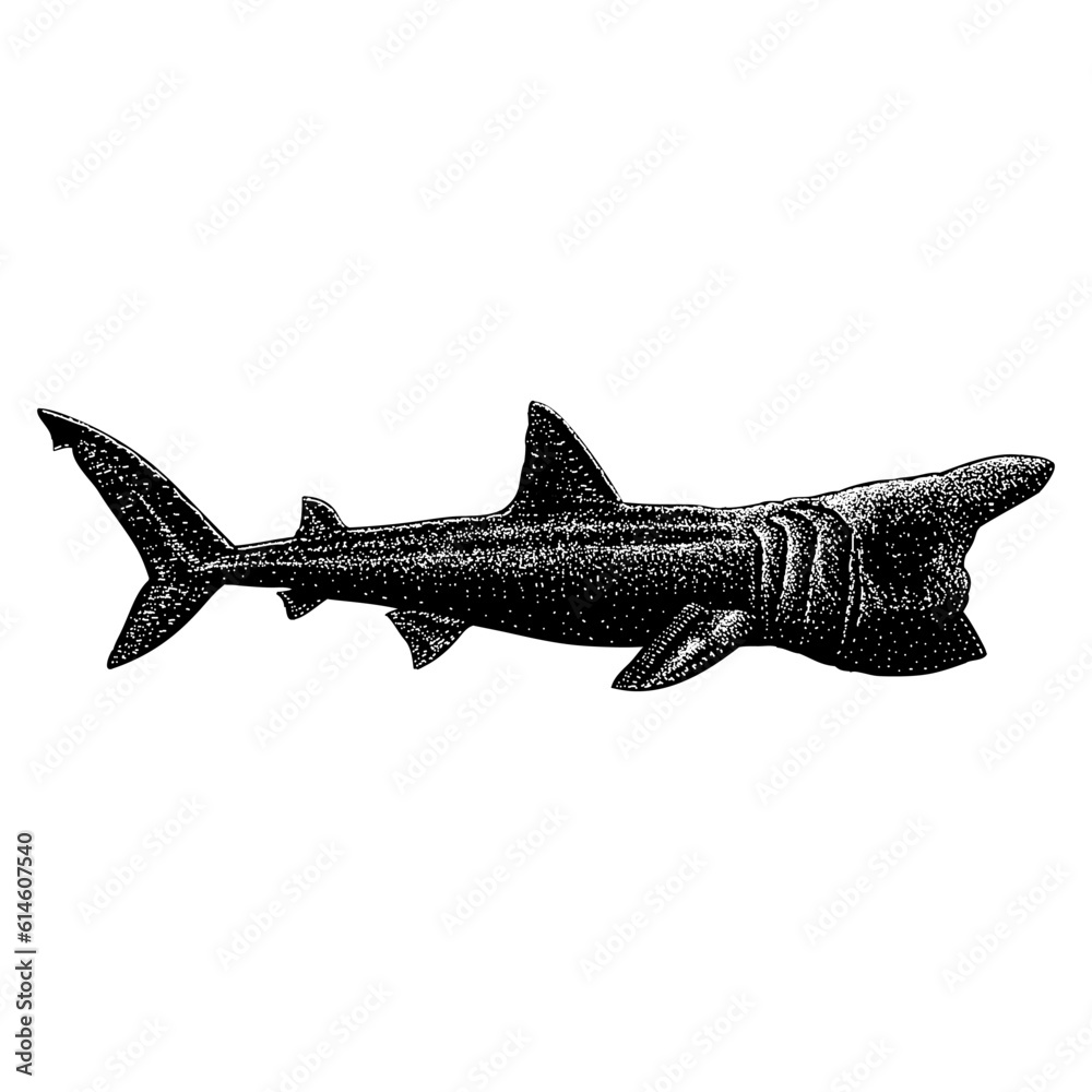 Basking Shark hand drawing vector isolated on background. Stock Vector ...