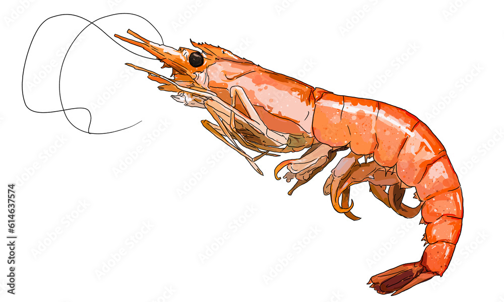 Fresh cooked shrimp ,Boiling shrimp hand draw lineout, Vector ...