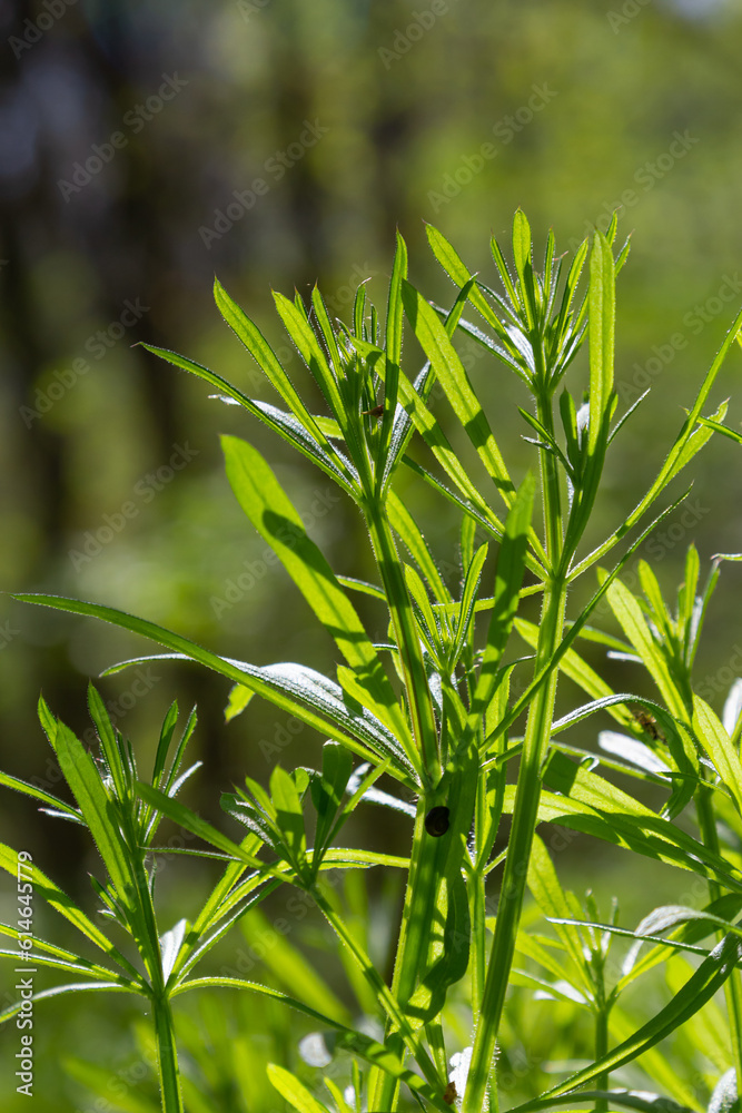 The Cleavers Galium aparine have been used in the traditional medicine ...