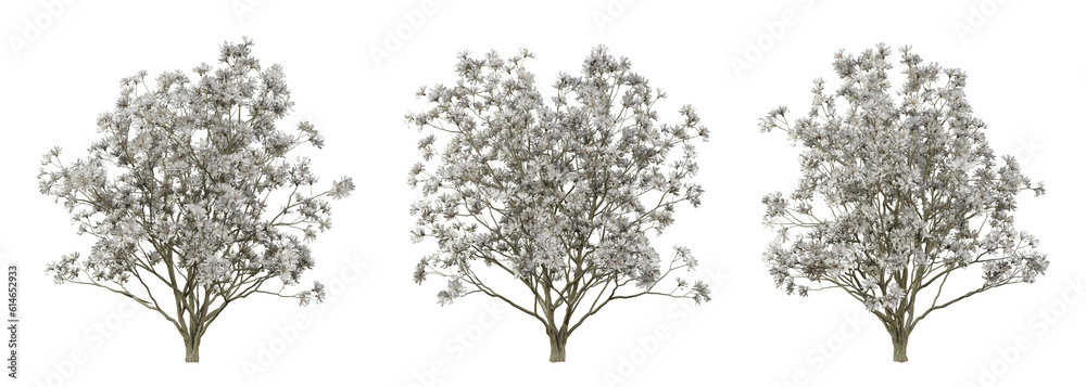 Magnolia stellata tree on transparent background, png trees, 3d render ...