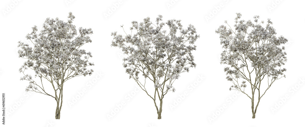 Magnolia stellata tree on transparent background, png trees, 3d render ...