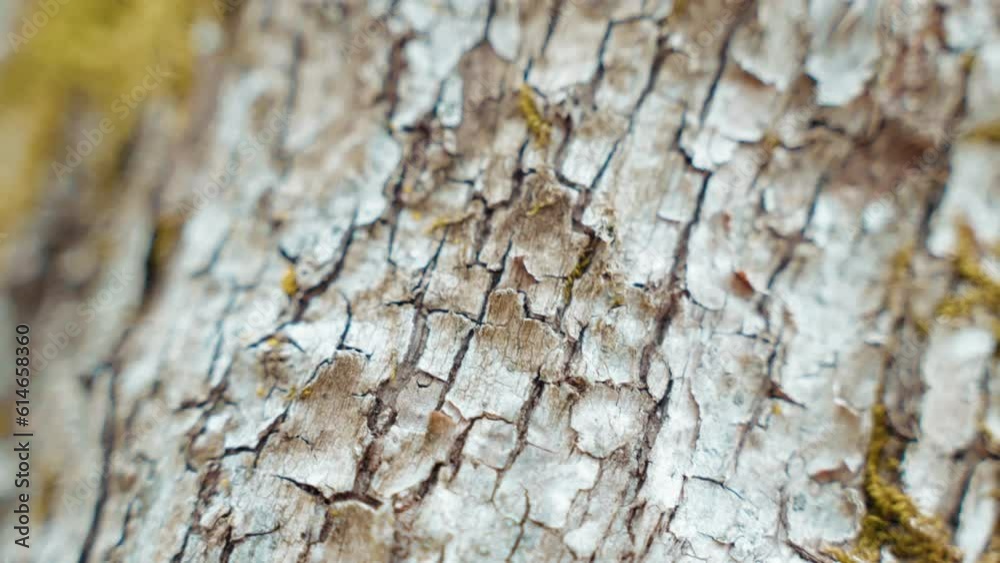 Video Stock Poisonous green moss on tree bark surface, toxic fungus ...