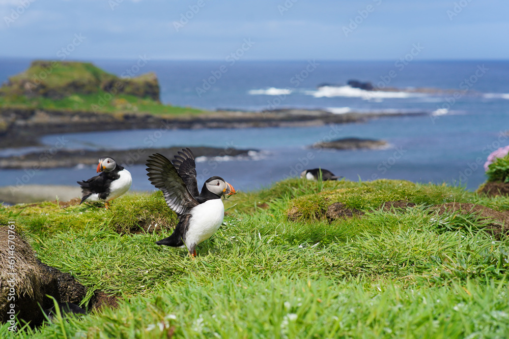 Atlantic puffin on the isle of Lunga in Scotland. The puffins breed on ...