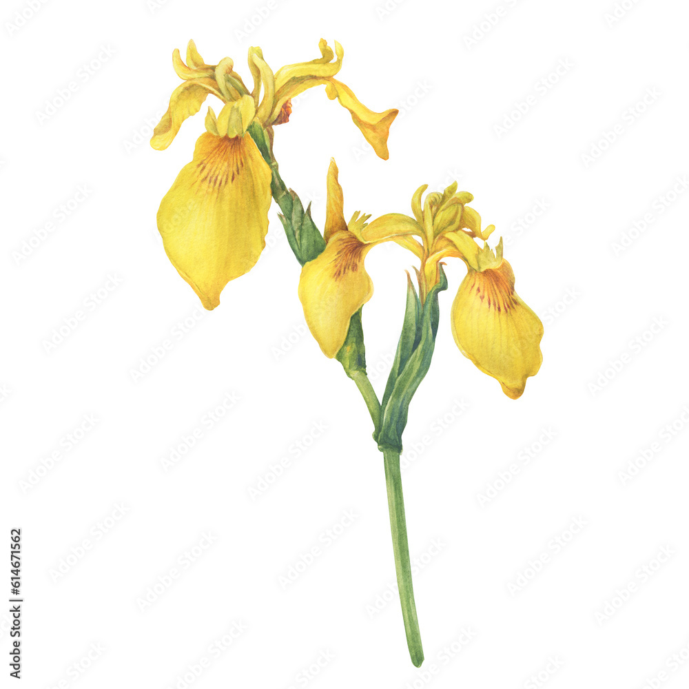 Stem with flowers of the European yellow Iris pseudacorus with bud (the ...