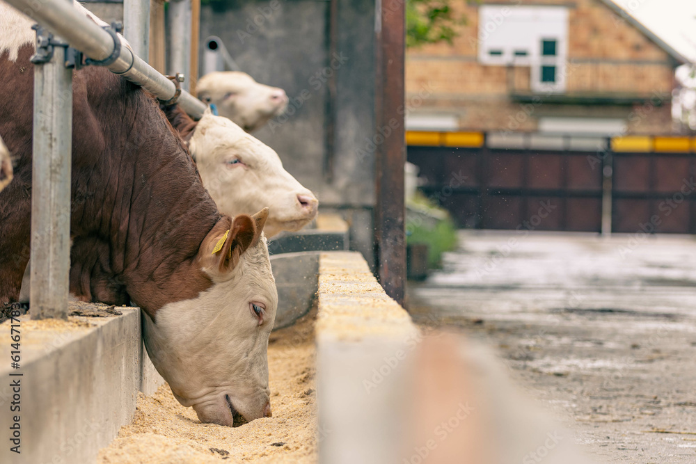 Dairy farm, simmental cattle, feeding cows on farm Stock Photo | Adobe ...