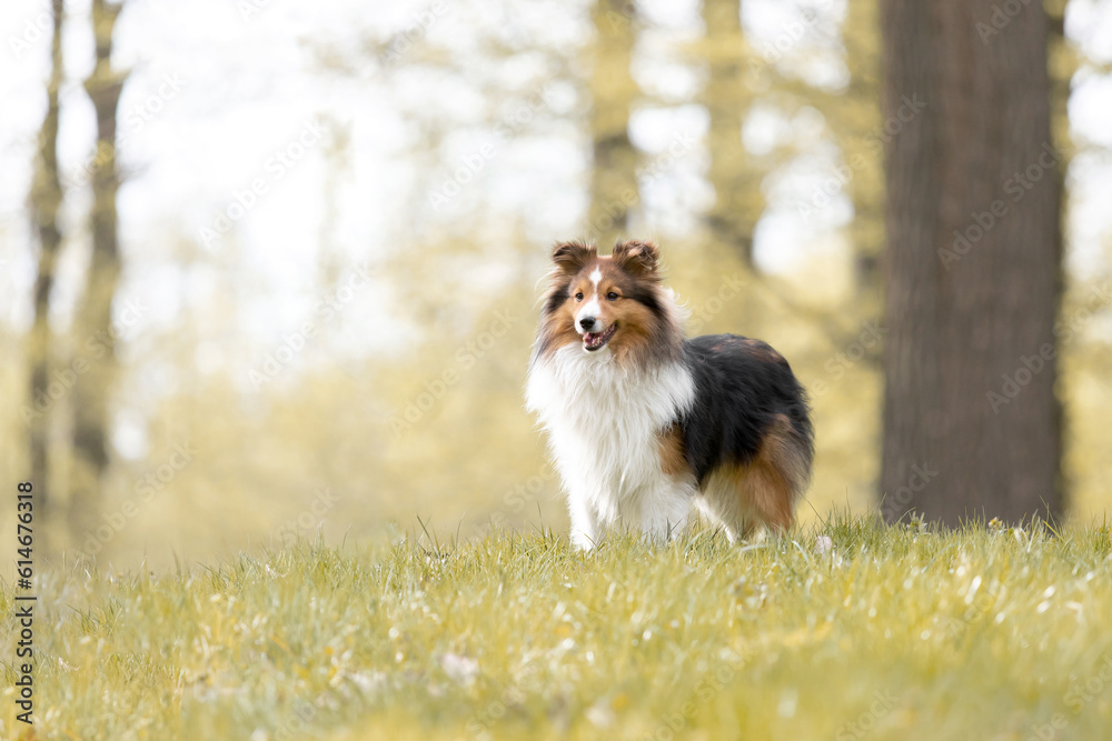 Active Sheltie dog enjoying a stroll in a beautiful park - a ...