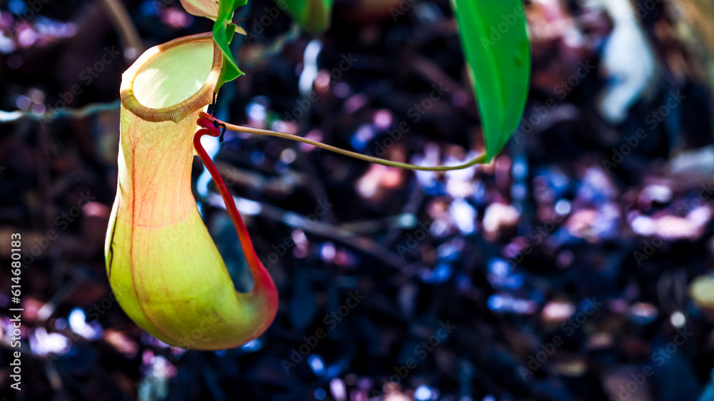Nepenthes are insectivorous plants. Nepenthes plant in the Gardens. Pitcher plant (nepenthes ...