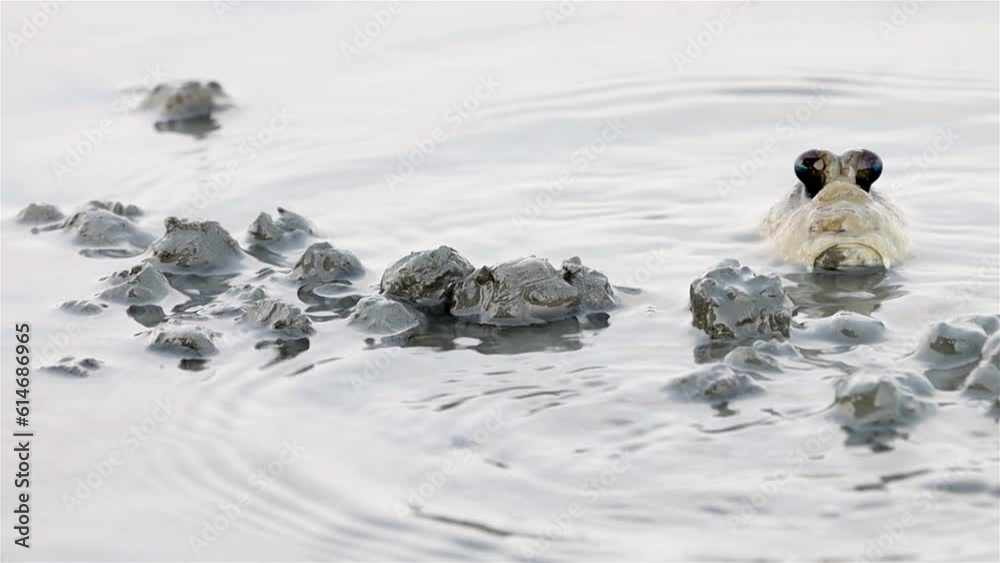 A mudskipper spit muddy balls as barrier around his burrow when digs ...