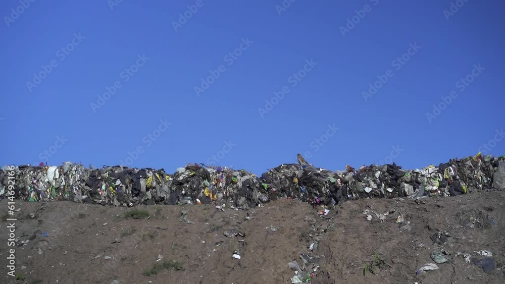 Southern crested caracaras fly over a garbage mound in a dumping ground ...