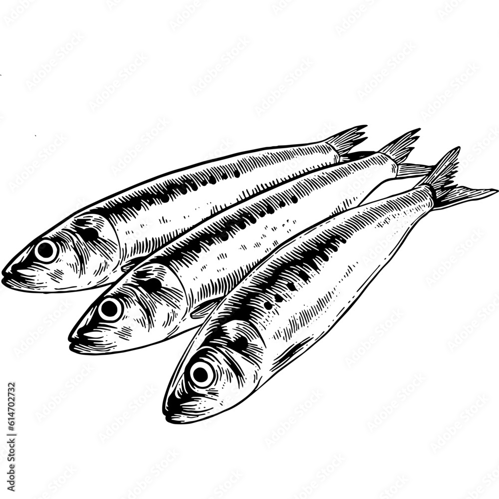 Hand drawn Sardines Sketch Illustration Stock Vector | Adobe Stock