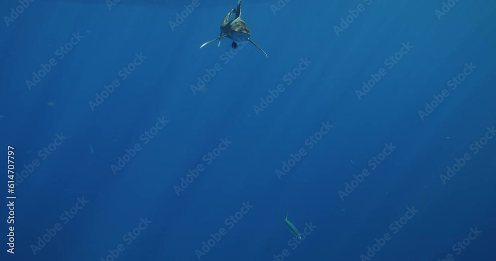 Oceanic Whitetip Shark Carcharhinus longimanus swim under surface of ...