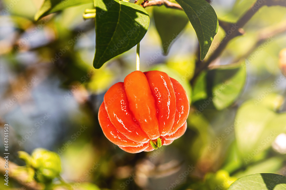 pitanga, fruit of pitangueira, dicotyledonous of the myrtaceae family ...
