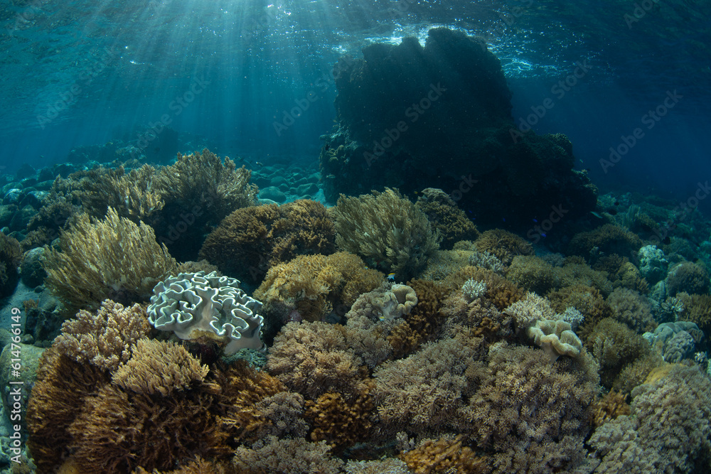 Healthy corals thrive on a shallow coral reef near Komodo, Indonesia ...