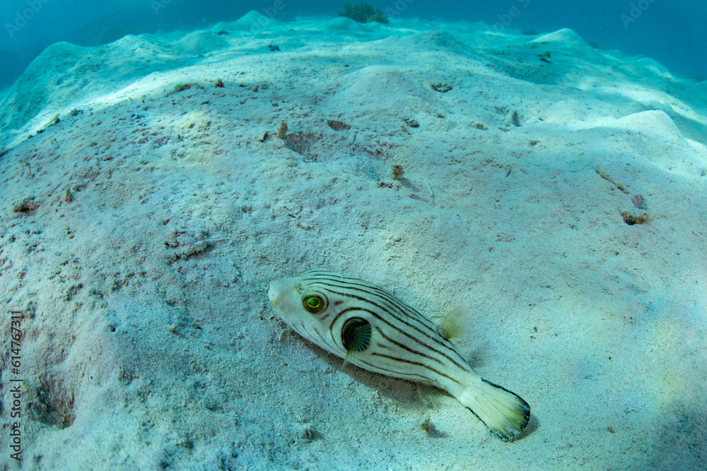 A narrow-lined pufferfish, Arothron manilensis, lies on the sandy ...