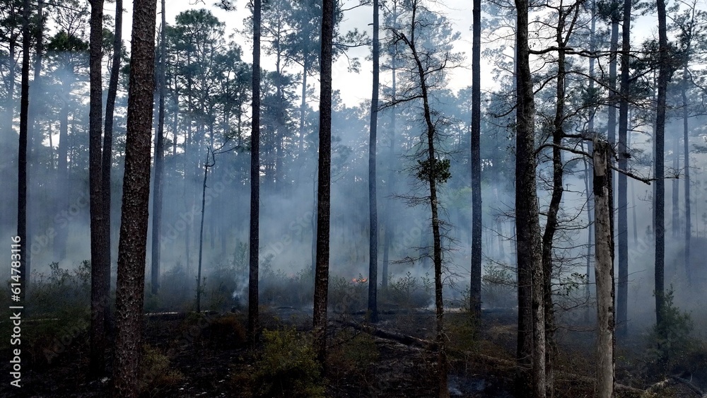 Preventing wildfire with controlled burn of forest landscape to promote ...