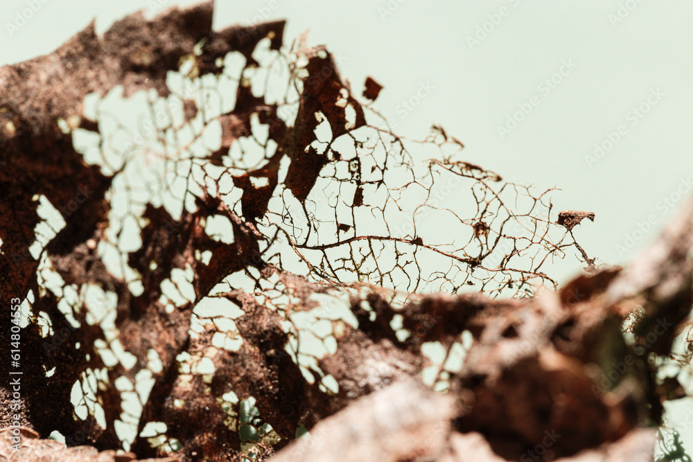 Decaying leaf close up as nature environment background. Veins skeleton ...