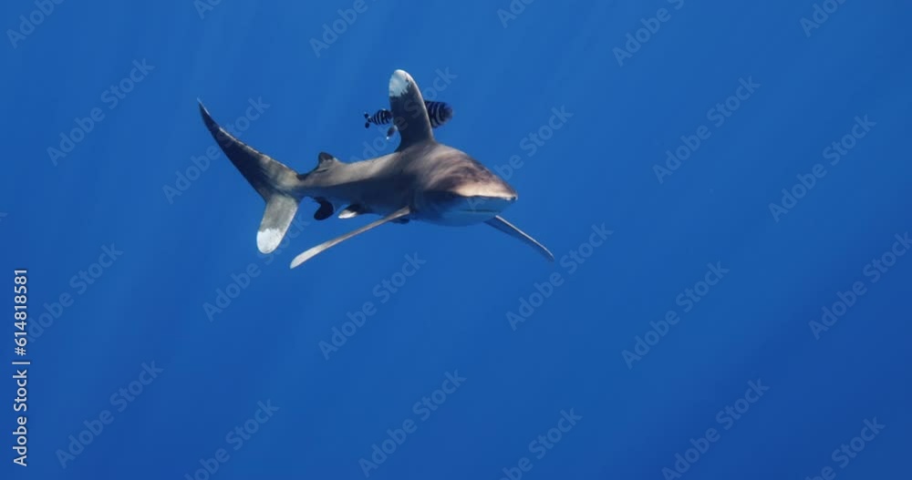 Oceanic Whitetip Shark Carcharhinus longimanus swim under surface of blue water. large pelagic ...