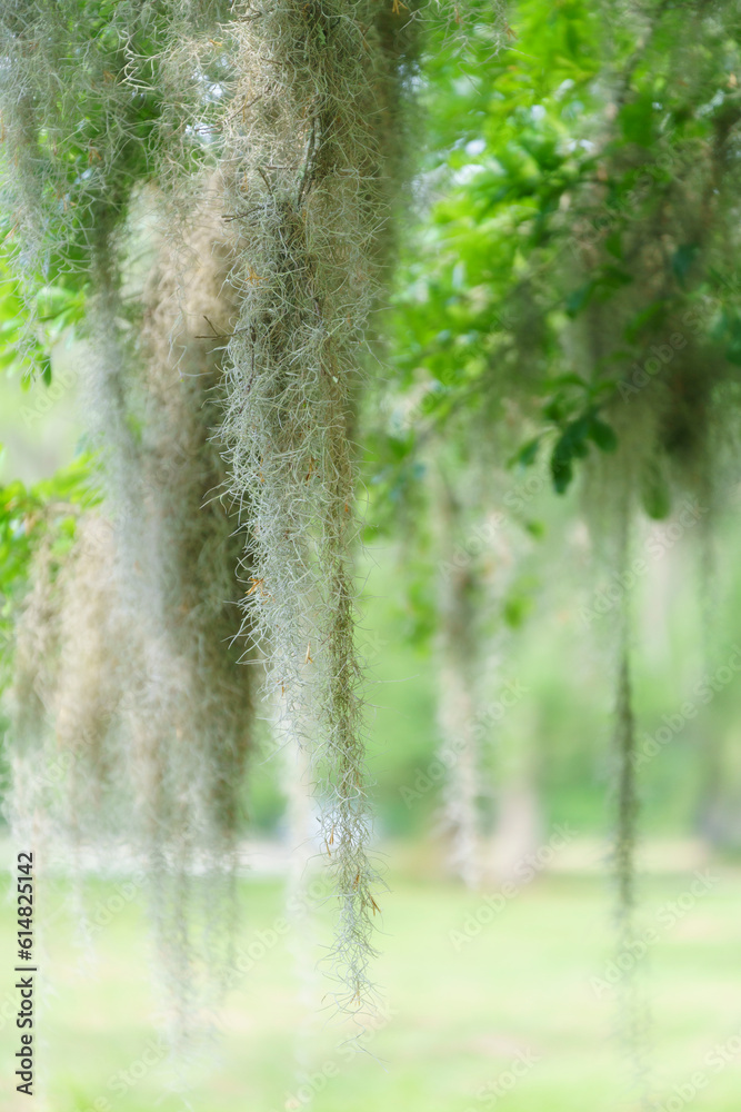 Beautiful Spanish Moss hanging from the branches of a Southern Live Oak ...