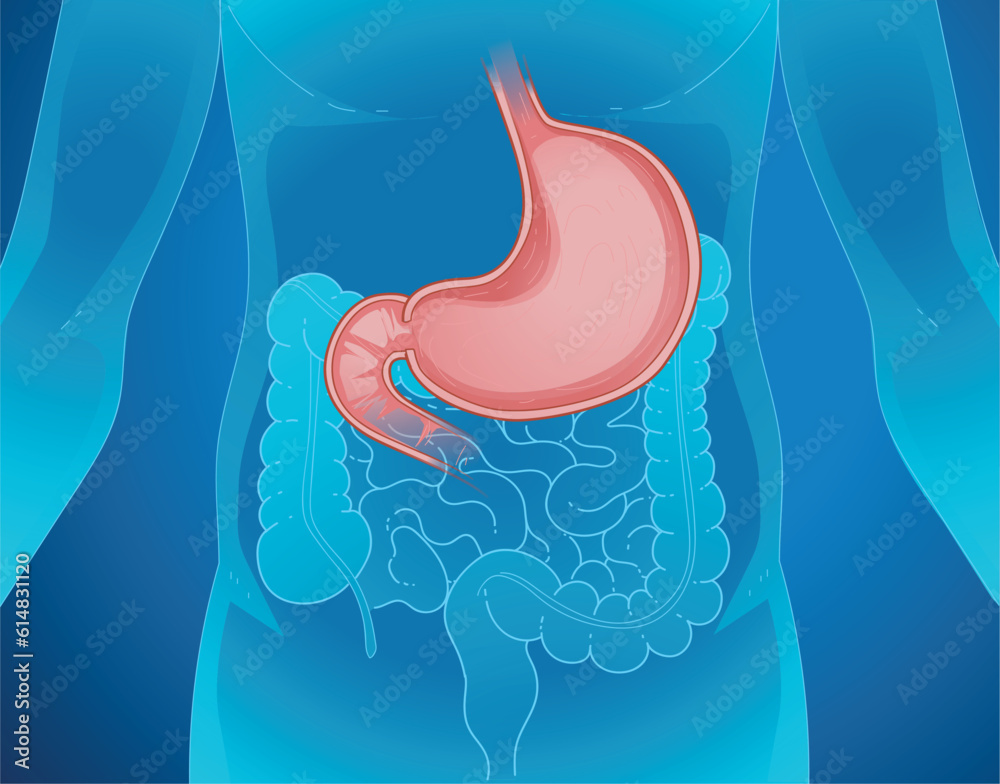 Healthy stomach. Digestive system. Human's anatomical structure ...
