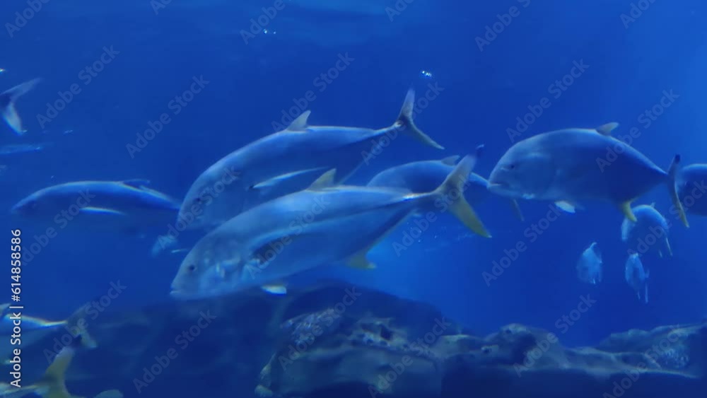 Underwater footage of a giant trevally fish swimming gracefully through ...