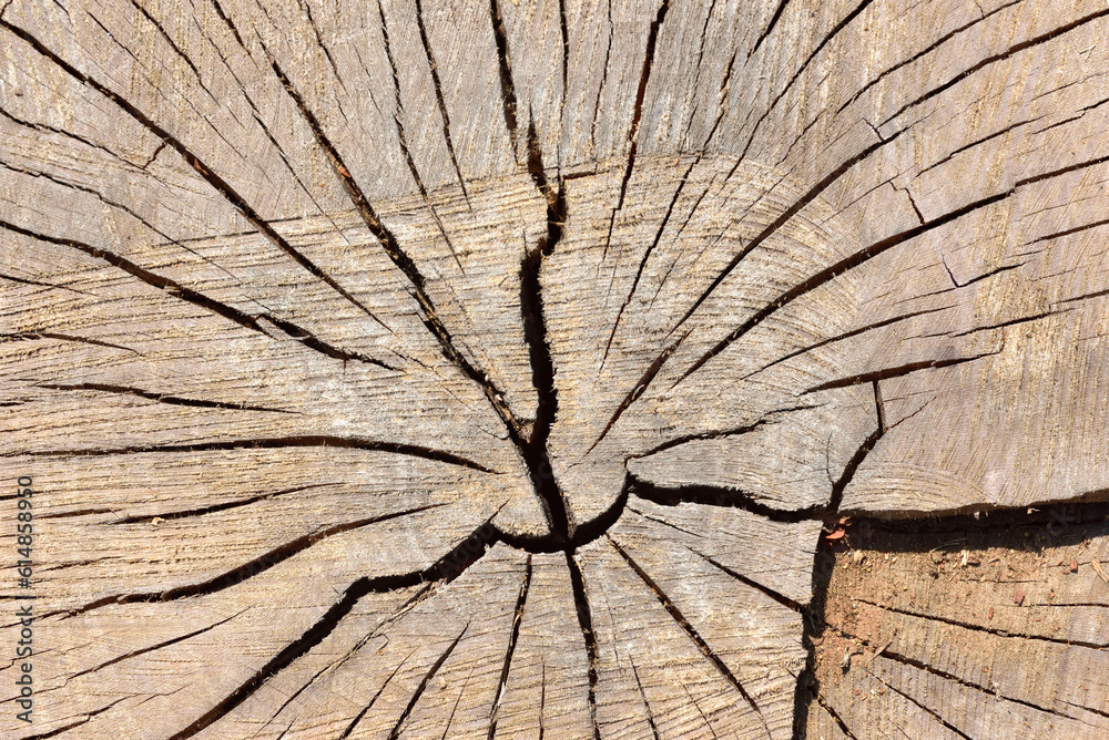 Cut plane tree texture close-up, top view Stock Photo | Adobe Stock