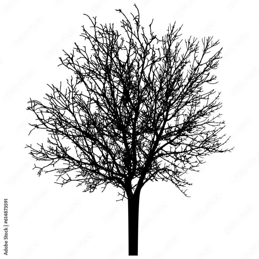 Bare tree silhouette. Beautiful leafless tree. Vector illustration ...
