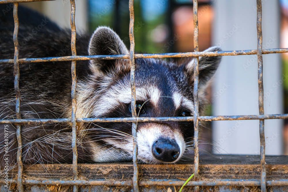 Sad raccoon lying in a cage in a zoo, environmental photo, animal ...