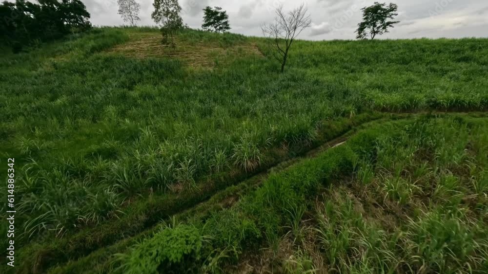 Aerial freestyle low view tropical agriculture rice field with palm ...
