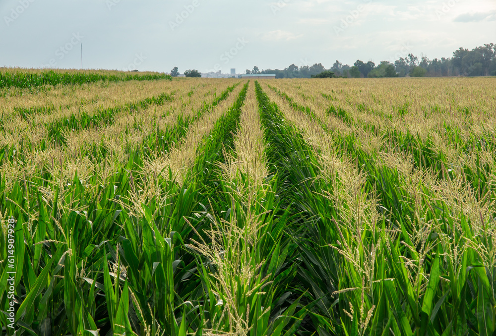Foto de Hileras en un campo de cultivo de maíz bajo un cielo nublado ...