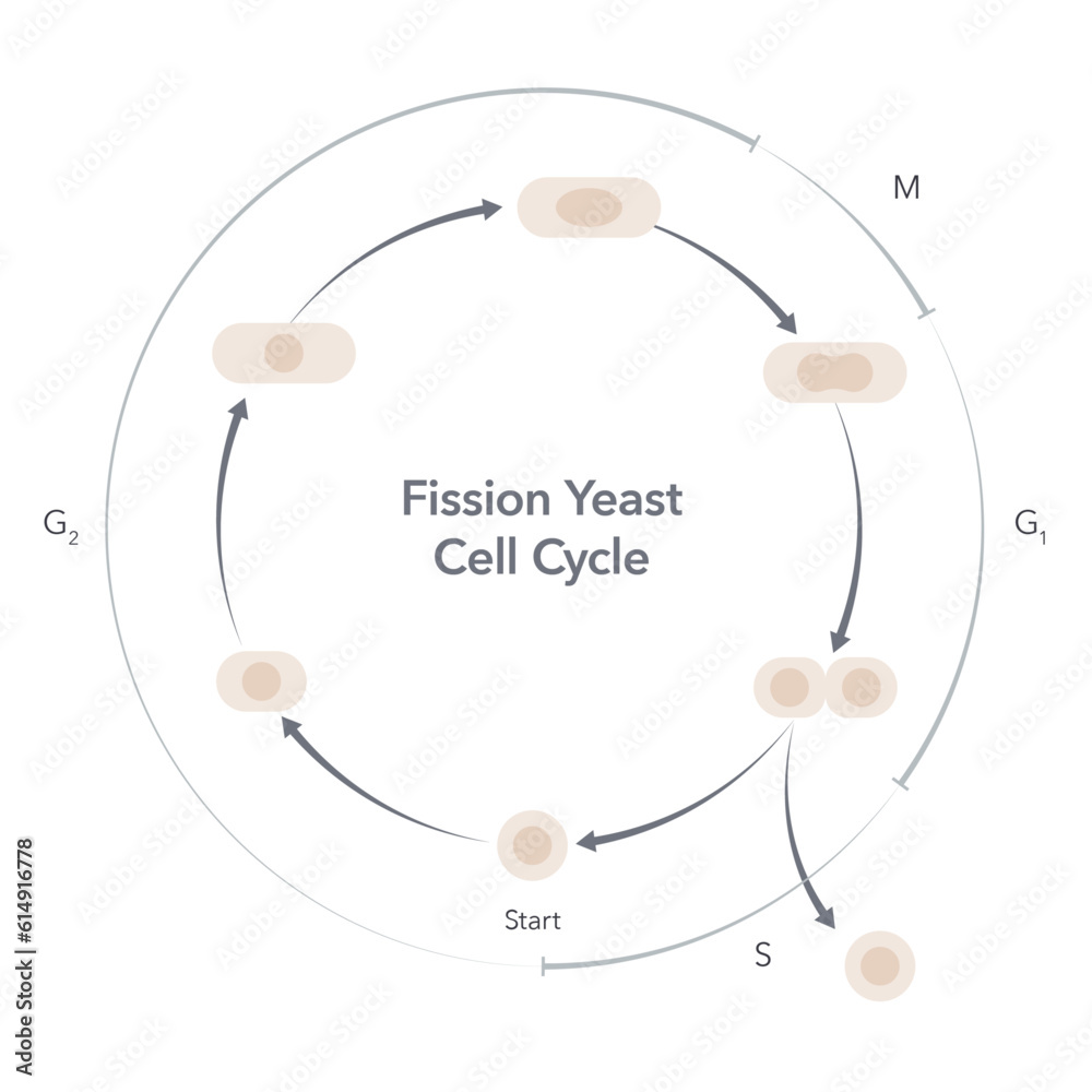 Schizosaccharomyces Pombe Fission Yeast Cell Cycle Science Vector Infographic Stock Vector