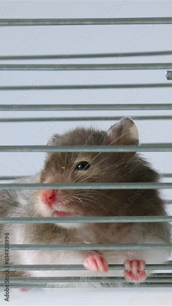 A fluffy hamster is standing in the wheel, look at the camera. The ...