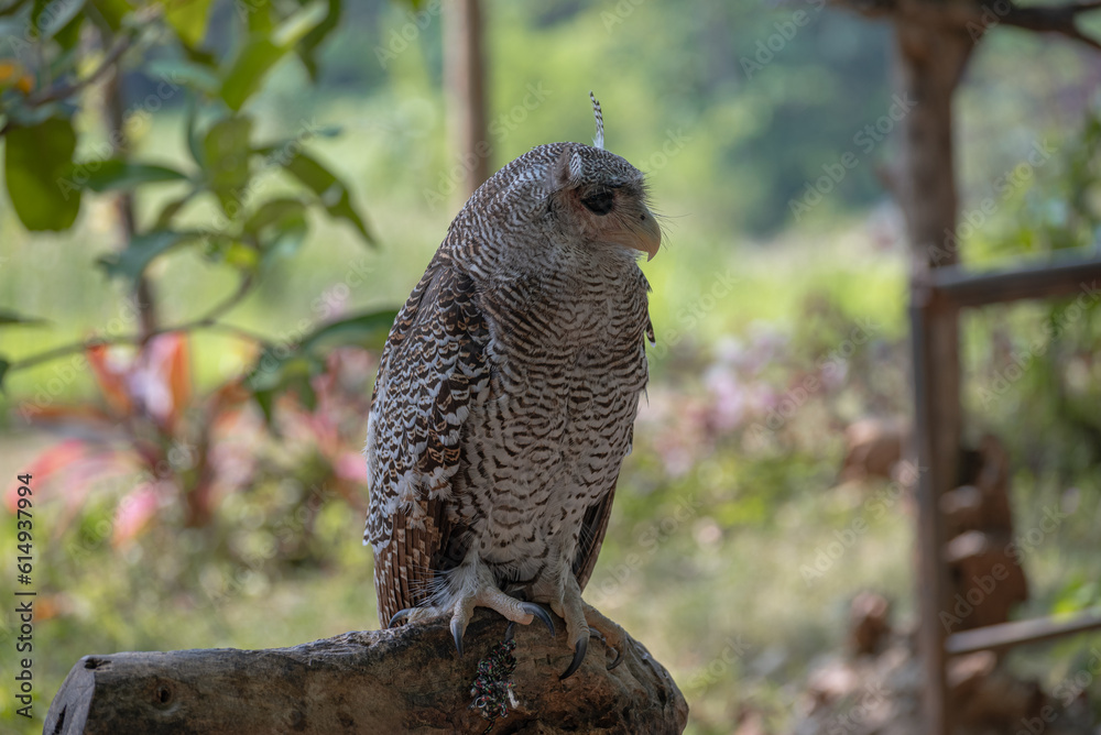 The buffy fish owl, Ketupa ketupu, also known as the Malay fish owl, is ...