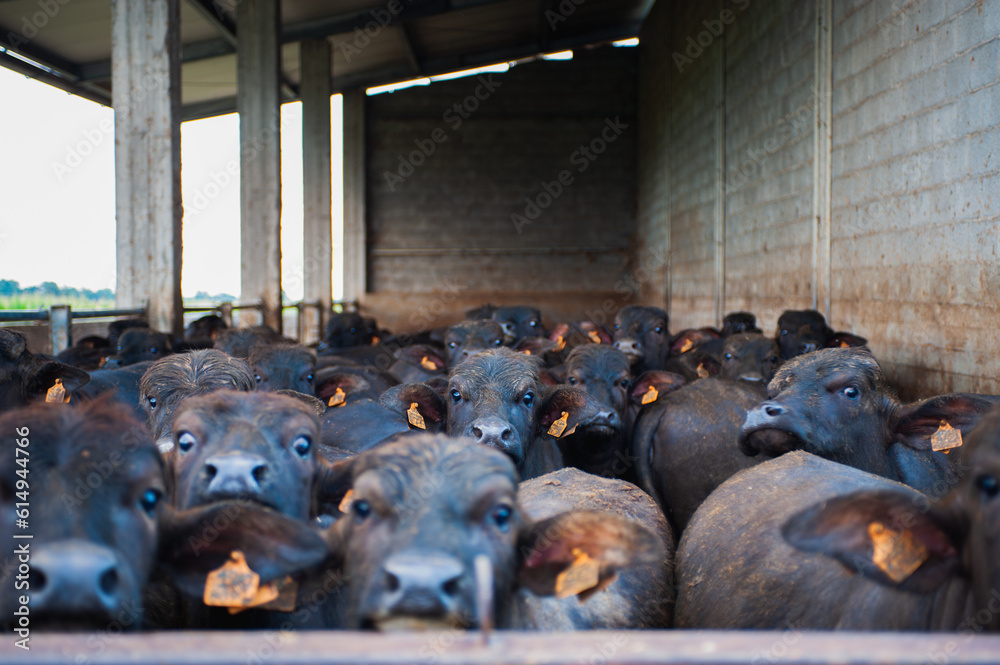 italian mediterranean buffalo breed farm specializing in the production ...