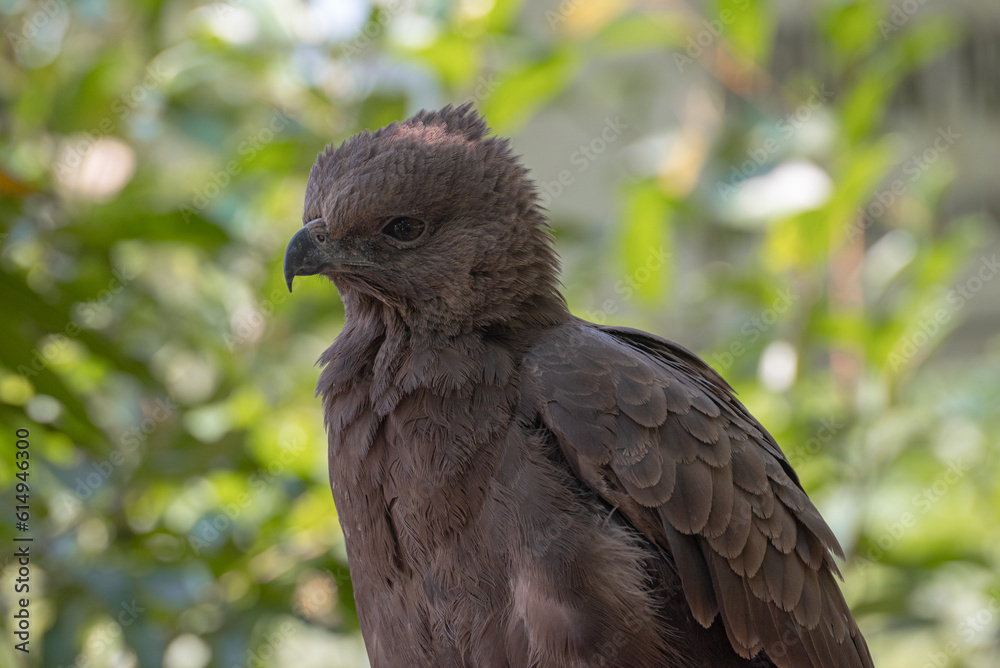 The changeable hawk eagle or crested hawk eagle, Nisaetus cirrhatus is ...