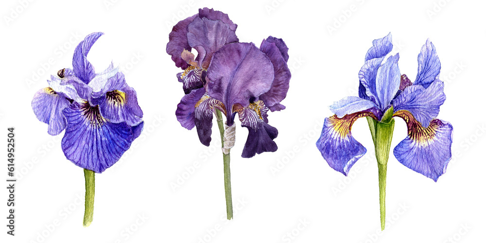 watercolor drawing flowers of iris, Limniris isolated at white ...