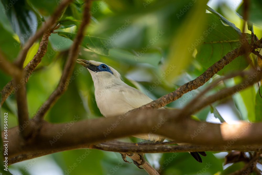 Bird on tree, The Bali myna, Leucopsar rothschildi, also known as ...