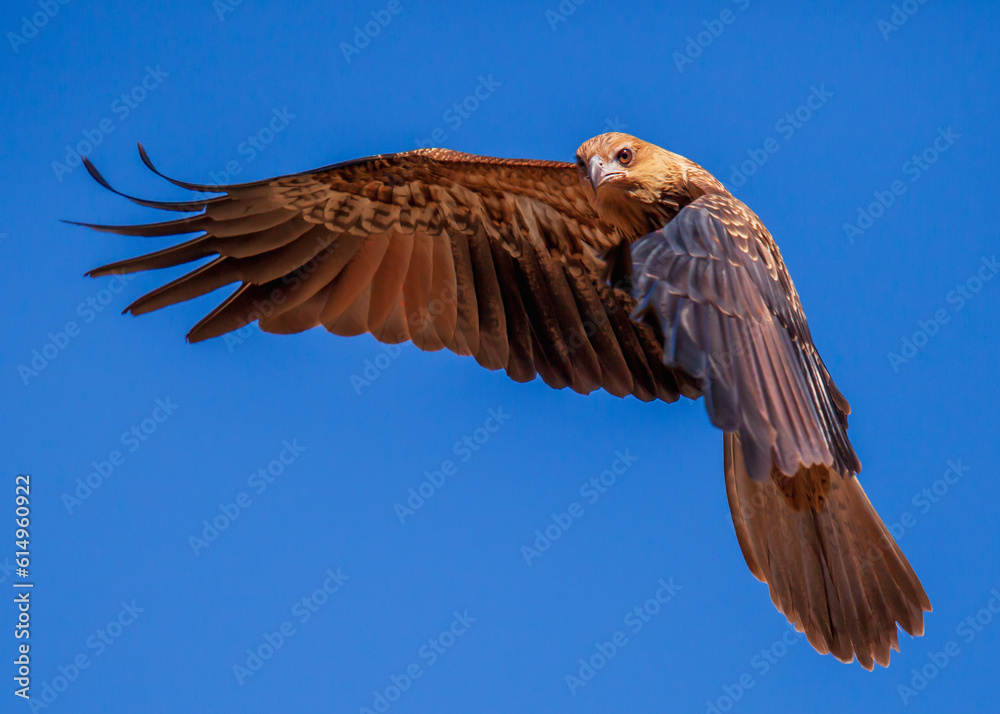 Whistling Kite and Australian bird of prey captured in mid-flight in ...