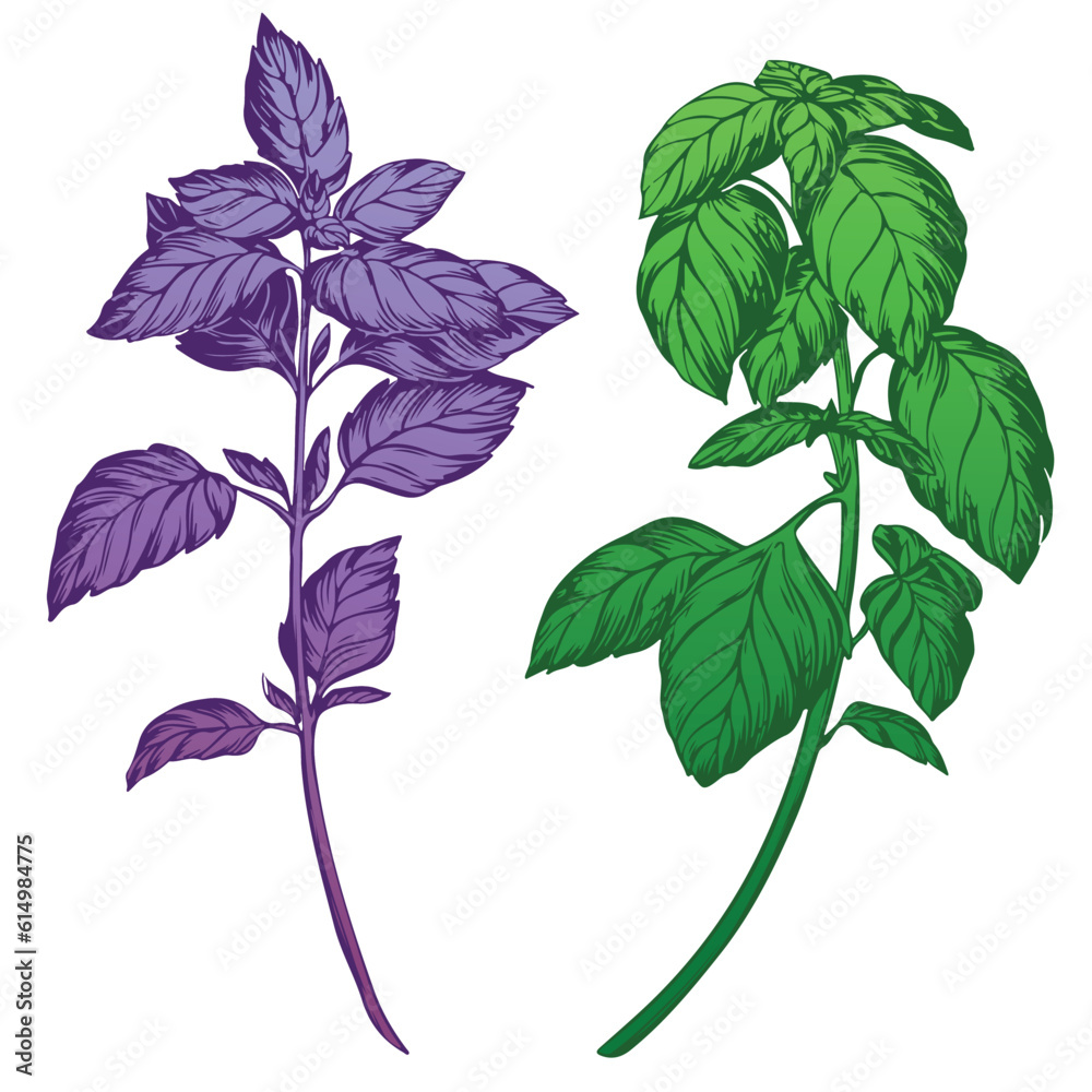 Purple and green basil isolated on white background. Color engraving ...
