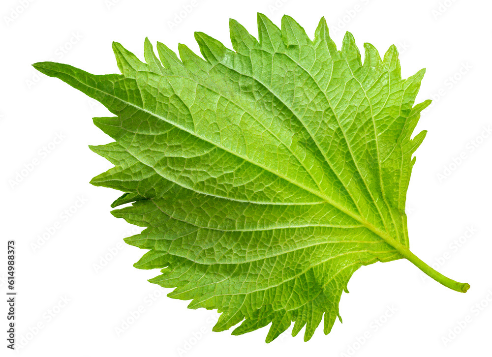 Sesame leaves or koreansesame Leaf Isolated on White Background,Korean ...