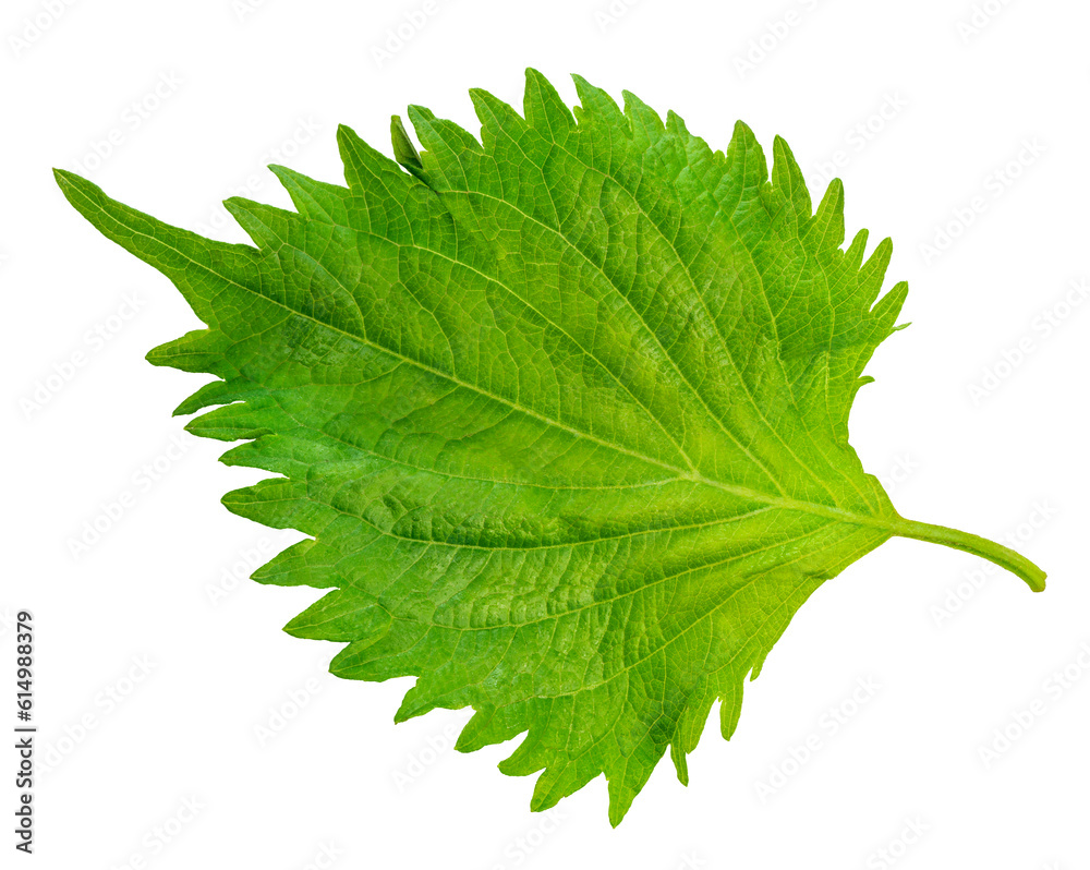 Sesame leaves or koreansesame Leaf Isolated on White Background,Korean ...