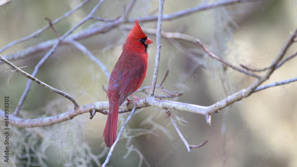Northern Cardinal (Cardinalis cardinalis) red male, singing while ...