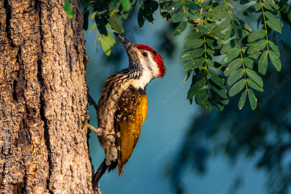 side view of a woodpecker bird in blur background, The black-rumped ...